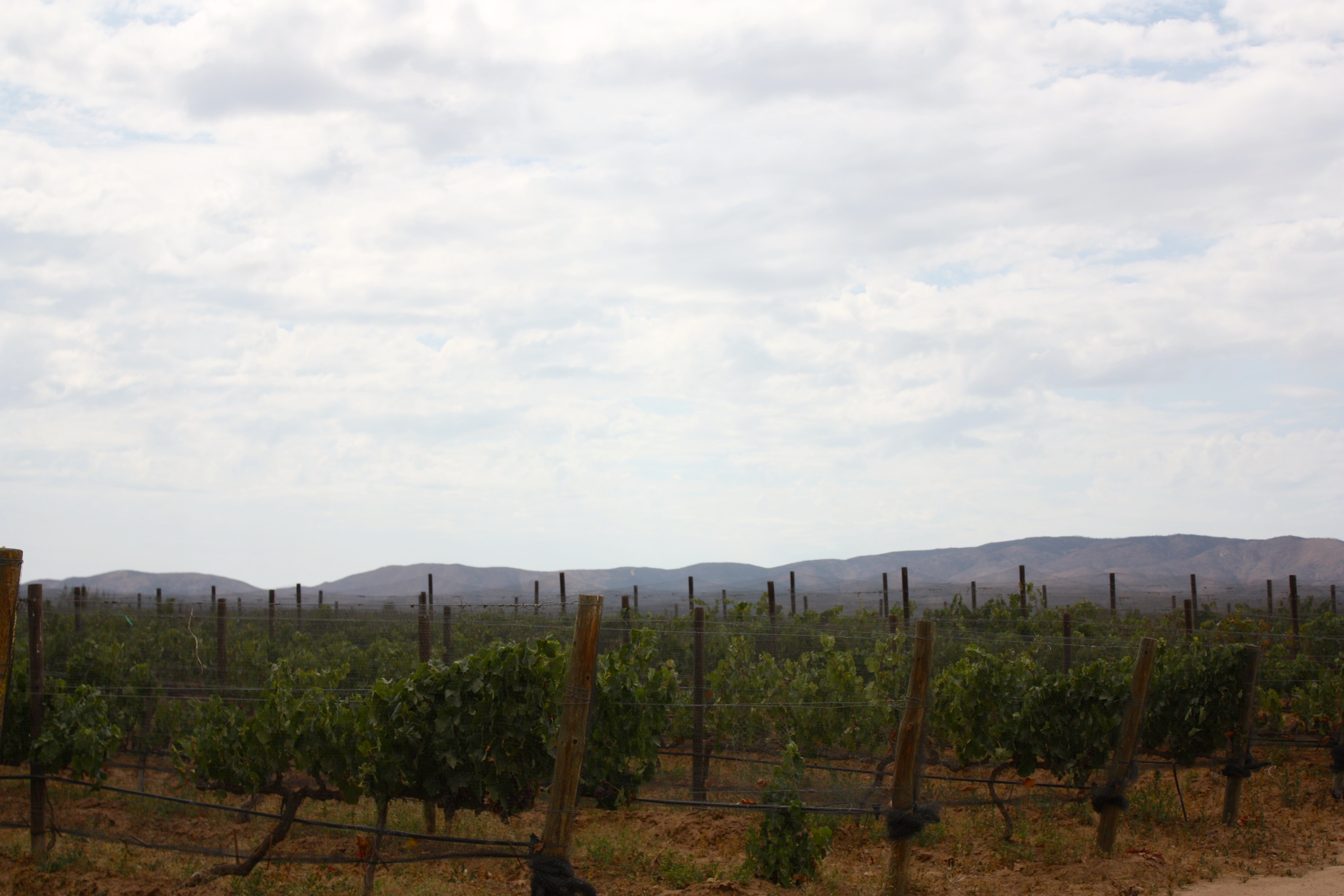 Deckman’s en El Mogor & Mogor Badan Winery | El Valle de Guadalupe ...
