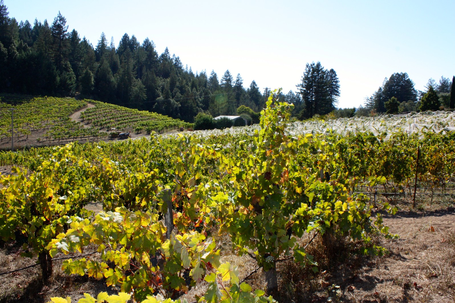 Porter-Bass Estate Winery | Guerneville – Sonoma, CA – Wine-ding Road