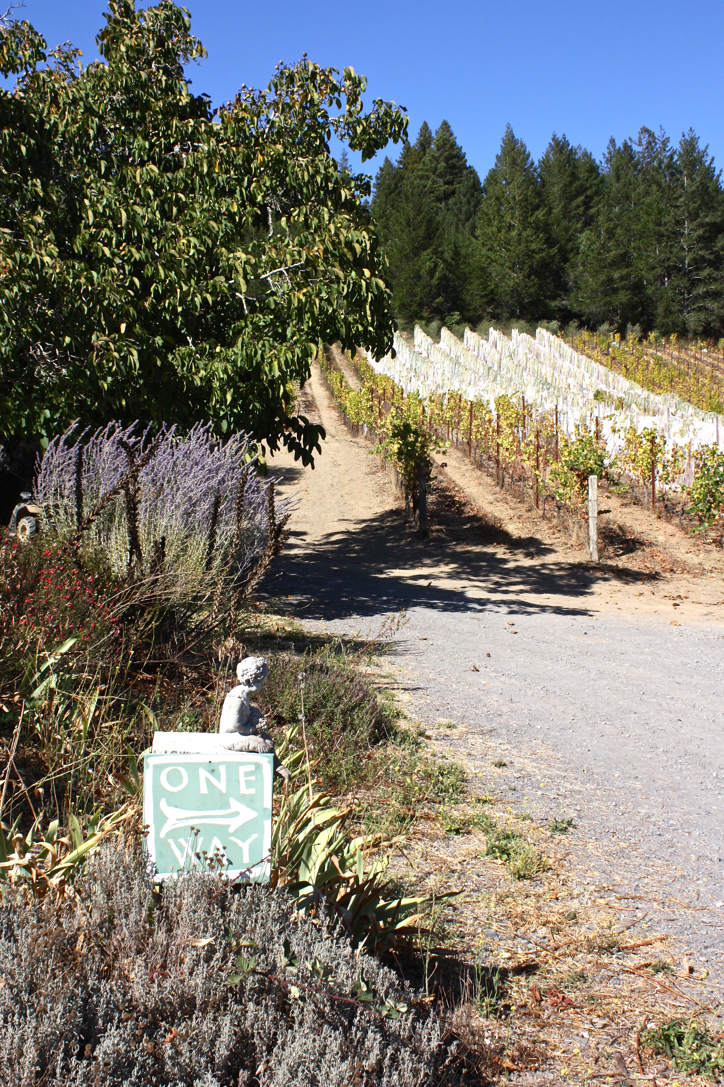 Porter-Bass Estate Winery | Guerneville – Sonoma, CA – Wine-ding Road